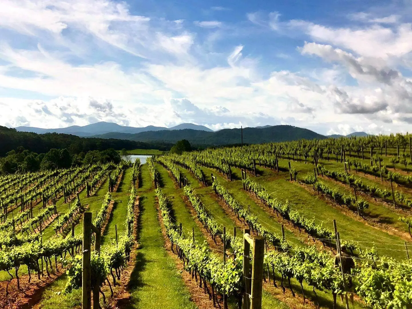 Virginia Wine's 2024 Vintage: A Year of Intensity, Promise, and ...